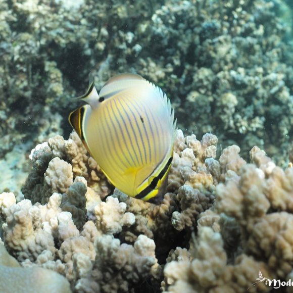 Les noms des poissons et animaux marins en Tahitien - Mode et Voyages