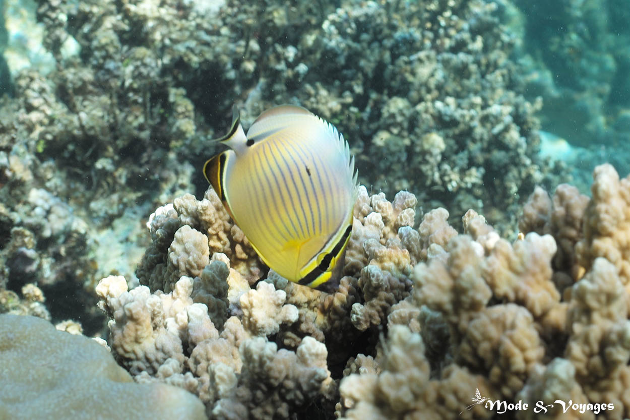 Snorkeling en Polynésie : bien identifier le poisson-papillon côtelé du ...
