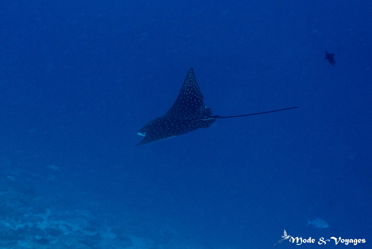 La raie léopard ou raie aigle de mer tachetée. Plongée en Polynésie.