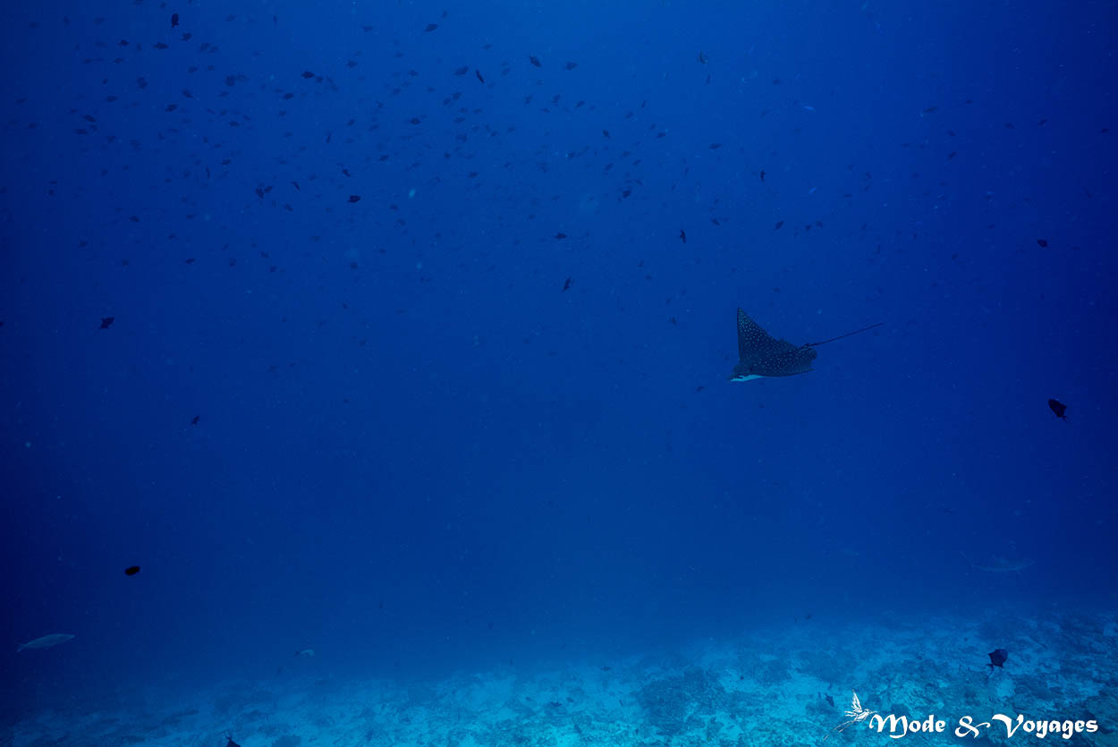 La raie léopard ou raie aigle de mer tachetée. Plongée en Polynésie.