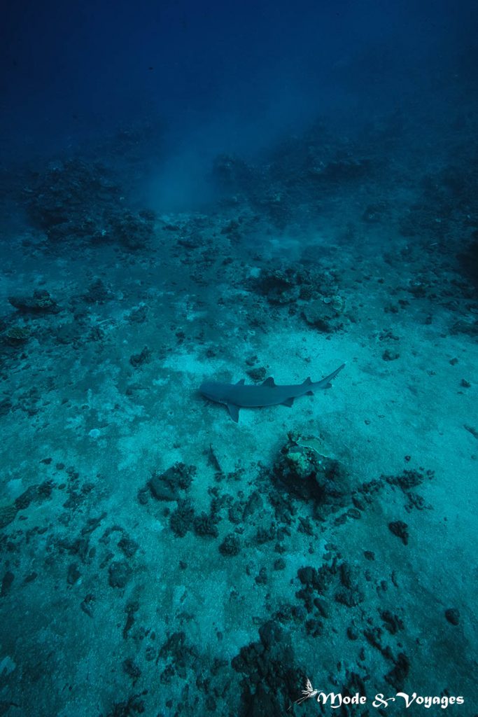 Identifier le requin pointe blanche du lagon alias requin corail