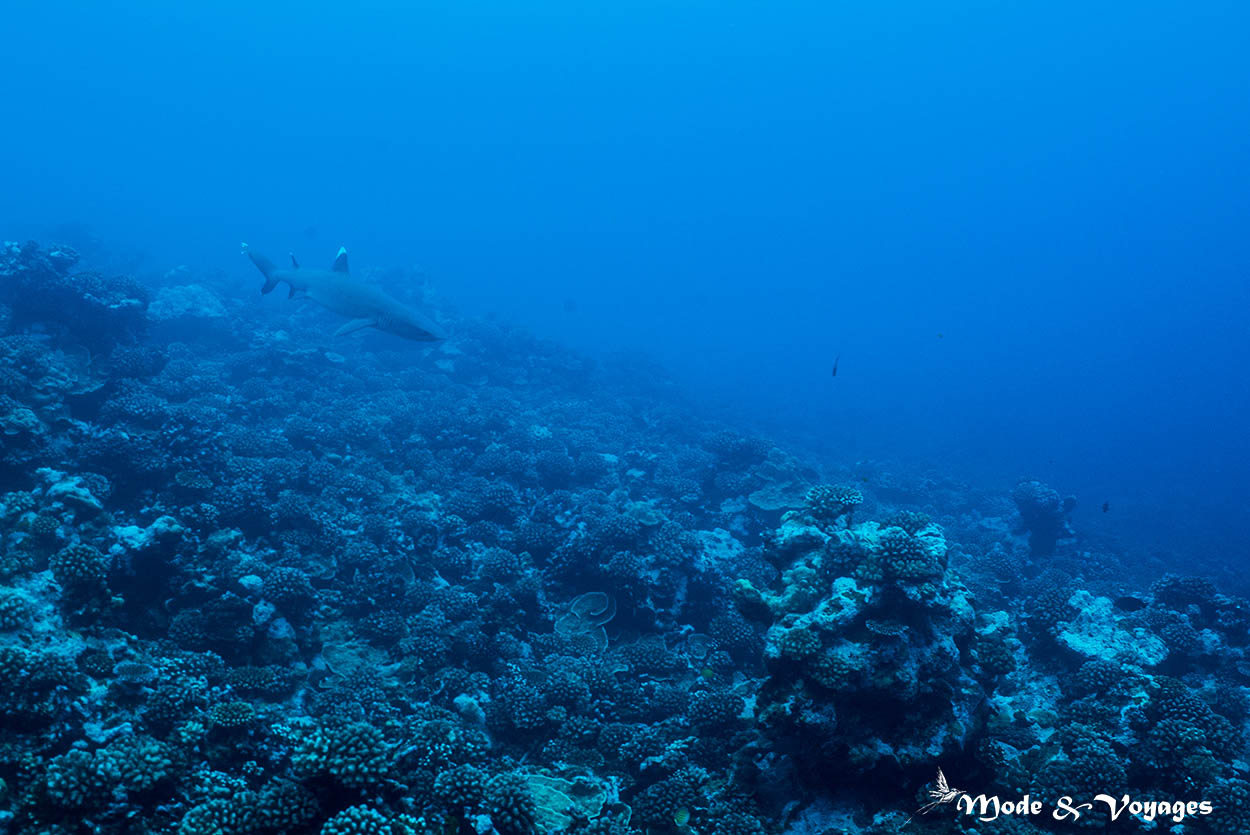 Identifier le requin pointe blanche du lagon alias requin corail