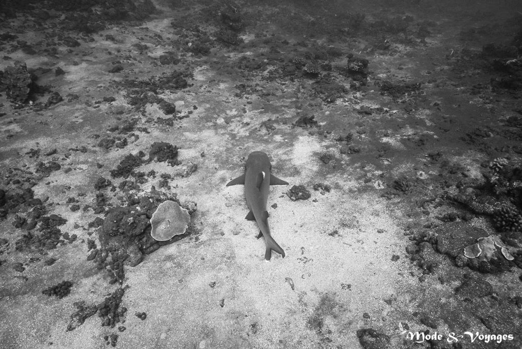 Identifier le requin pointe blanche du lagon alias requin corail